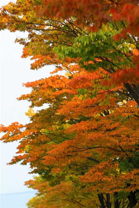 산딸나무열매와 단풍환공포증군집공포증 클릭주의 네이버 블로그
