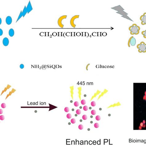 A Schematic Illustration Of The Free Enzyme Biosensor For Sensitive