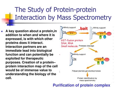 Ppt Protein Protein Interactions Powerpoint Presentation Free