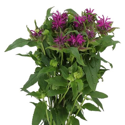 MONARDA PRAERIENACHT 60cm | Wholesale Dutch Flowers & Florist Supplies UK