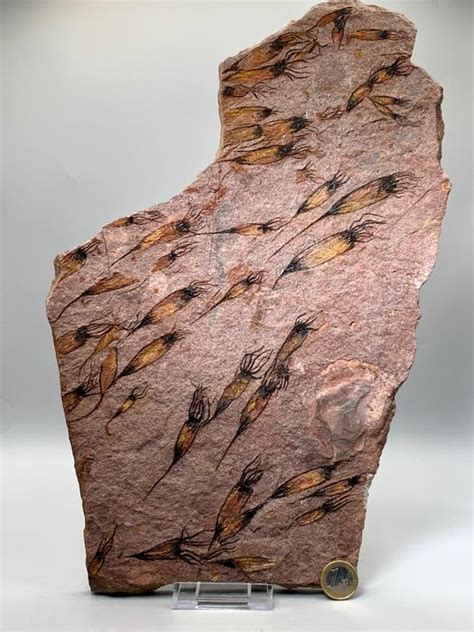 Stunning Alien Looking Fossil 50 Specimens Auction Online Catawiki