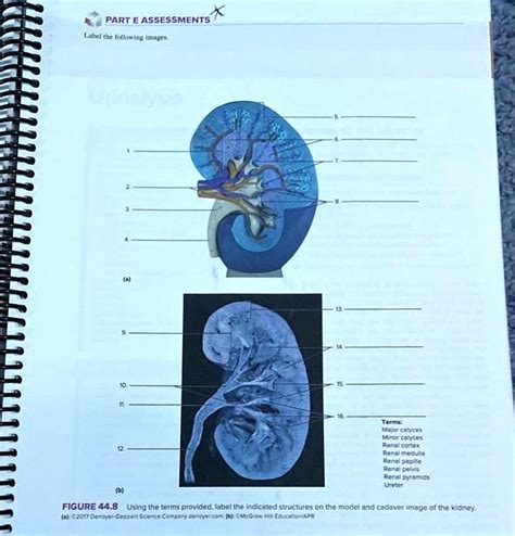 Solved Texts X Part Assessments Label The Following Images Terms