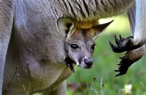 The Size Of A Newborn Kangaroo How Big Is A Joey