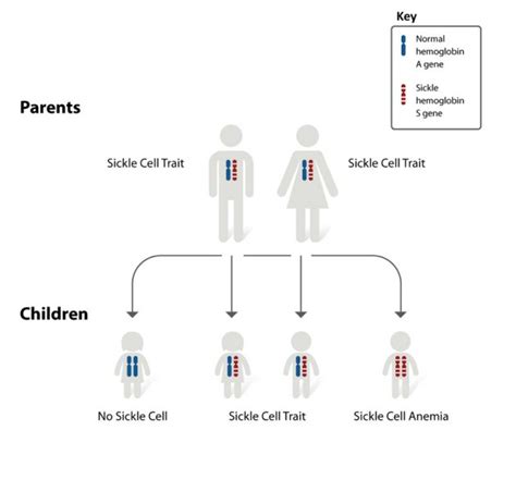 In A Revolutionary Experiment Scientists Are Using The Gene Editing