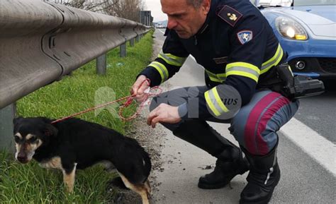 Cagnolino Ferito E Spaventato Sulla SS75 Salvato Dalla Polizia