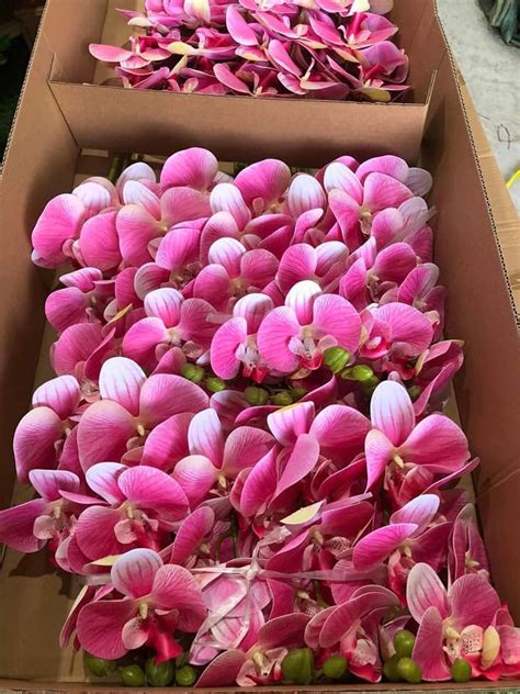 🌸 ฟาแลนเคลือบยาง3d 🌸 สีที Aandp ดอกไม้ปลอมและ โครงเหล็ก 2