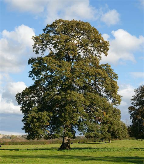 Common Oak Tree Tree Nursery Uk