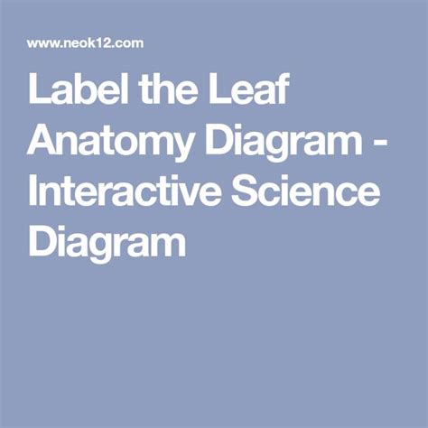 Label The Leaf Anatomy Diagram Interactive Science