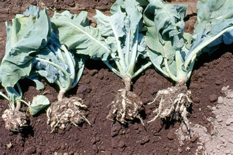 Vcr Vegetable Crop Report September 12 2019 Onvegetables