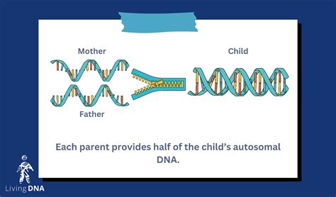 Dna Basics Demystifying The Jargon Living Dna
