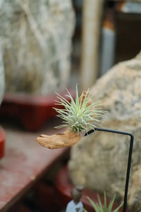 空氣鳳梨根部變黑怎麼辦找到原因是關鍵 花卉診療 老資料網