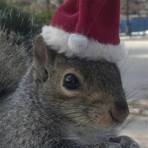 Pnut The Squirrel Must Be Avenged Couple Takes Action Against Nasty