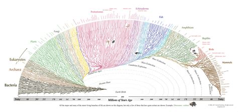 Phylogenetic Tree Of Life High Resolution