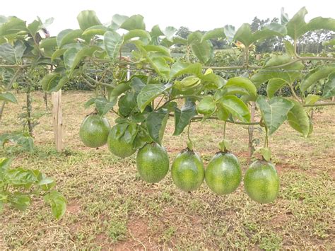 Descobrir 16 imagem época de plantar maracujá no rs br thptnganamst
