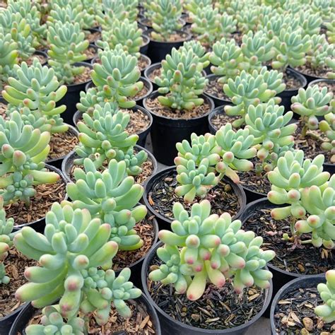 Sedum Pachyphyllum The Blue Jelly Bean Succulent Succulent City