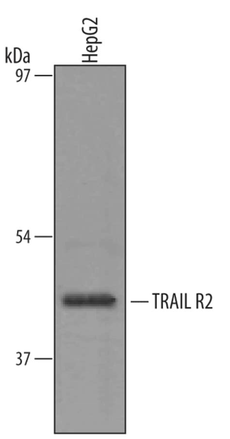 Human Trail R2tnfrsf10b Antibody R D Systems 100μg Unlabeled