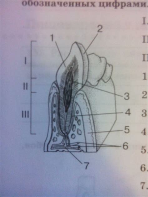 рассмотрите рисунок зуба напишите названия структур обозначенных цифрами Школьные Знания Com
