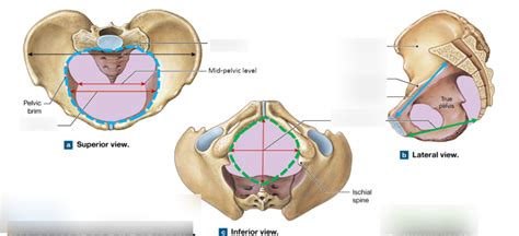 Pelvic Inlet And Pelvic Outlet Components Diagram Quizlet