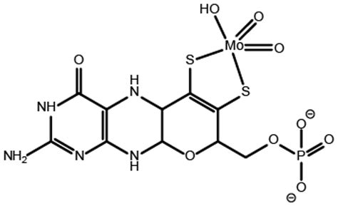 Molecules Free Full Text Function Of Molybdenum Insertases