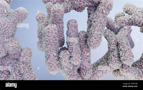 Human Chromosome Under Microscope Genome Sequence Molecular Biology