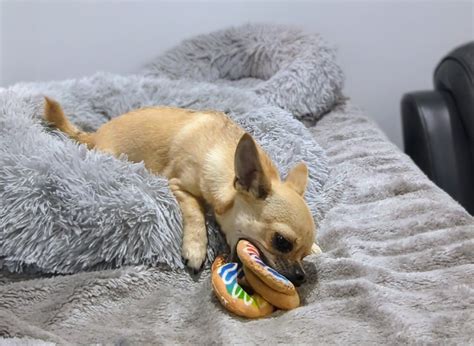 Freds Security Donuts Strange Things That Make Him Special With Video Dogster