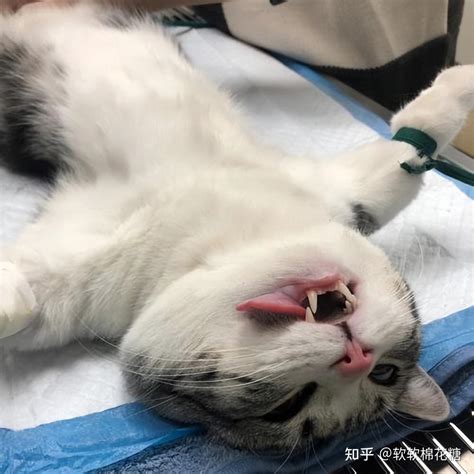 当公猫“绝育”以后，会发生这样的变化！网友：仿佛换了一只猫！ 知乎