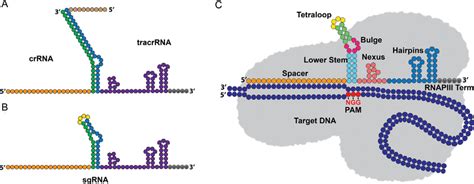 Streptococcus Pyogenes Crispr Spcas9 Guide Rna Anatomy A Endogenous