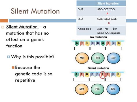 Types Of Mutation At Ivan Flores Blog