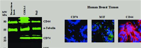Cluster Of Differentiation Cd 74 Macrophage Migration Inhibitory