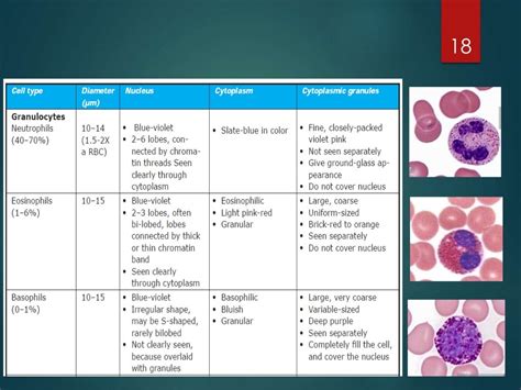 Peripheral Blood Smear