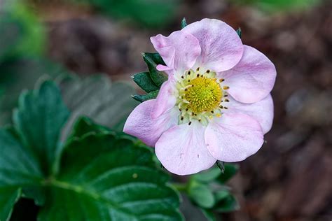 Eine Erdbeerblüte D Pixxde Forum