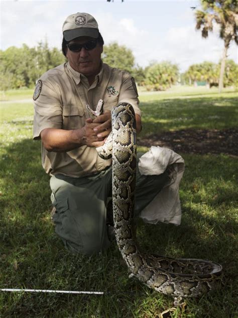 Step By Step How To Catch A Python If You Dare