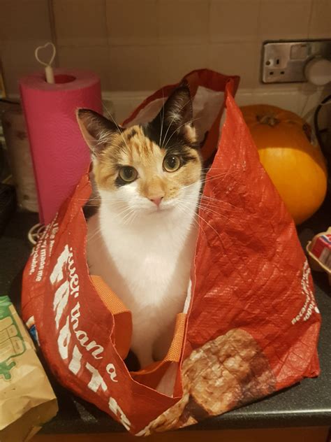 Unexpected Item In The Bagging Area Rcalicokittys