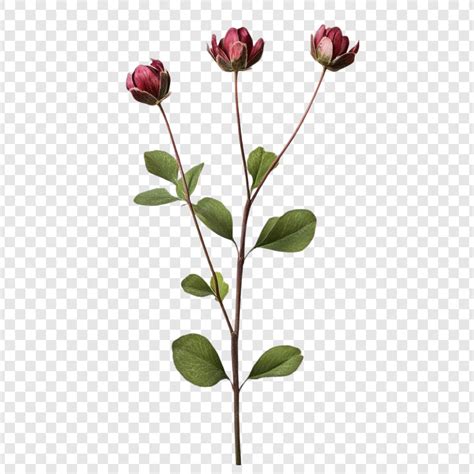 Elegant Maroon Flowers And Green Leaves On A Stem Free Psd