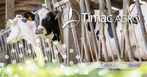 How To Limit Acidosis In Cows Timac Agro International