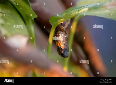 Monarch Chrysalis Clear Stock Photo Alamy
