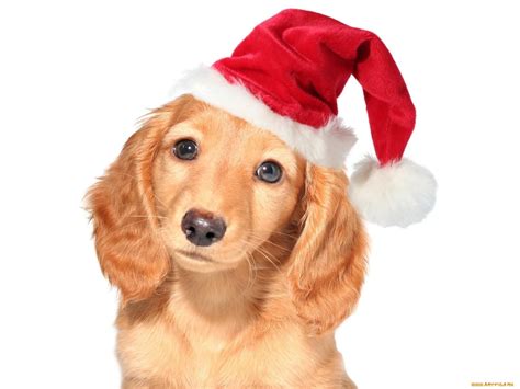 Обои Животные Собаки обои для рабочего стола фотографии животные собаки Обои для рабочего