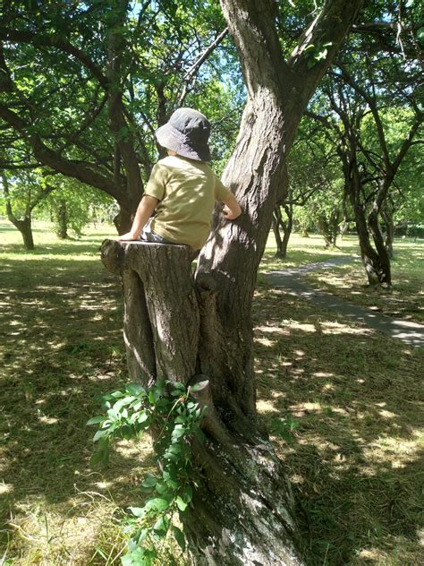 Enviroschools Nature Play Becomes A Natural Choice At Springlands