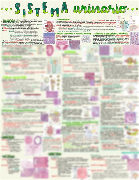 SOLUTION Histología del Sistema Urinario Studypool