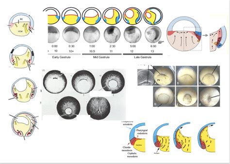 Amphibian Xenopus Gastrulation Diagram Quizlet