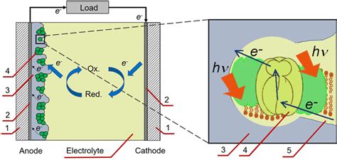 An Example Of Solar Cell Design Based On PSII Immobilized On A Download Scientific Diagram