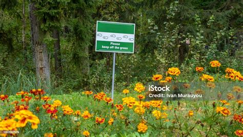 표지판은 전경에 초점을 맞춘 노란 꽃에 잔디에 걷지 마십시오 잔디를 짓밟는 흔적이 없습니다 도로 표지판에 대한 스톡 사진 및 기타 이미지 Istock