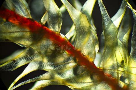 Moss Branch With Overlapping Leaves And A Red Stem Stock Image Image