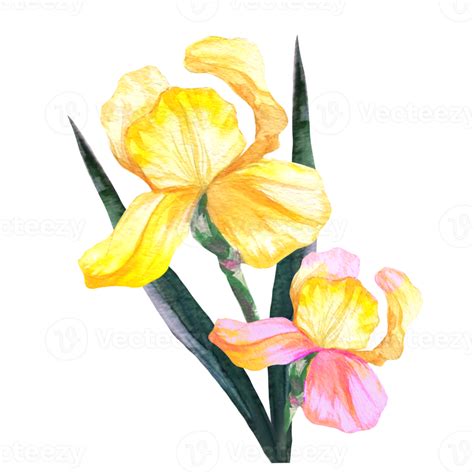 Bouquet Of Flowers Irises Watercolor Illustration PNG
