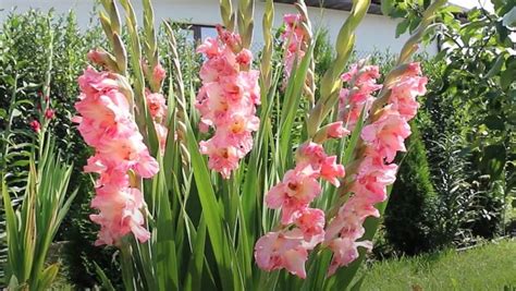 Як за допомогою звичайної манки змусити гладіолуси пишно цвісти Читайте на Ukr Net
