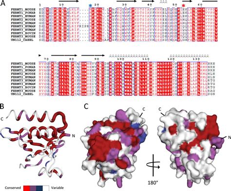 Structural And Functional Characterization Of The Kindlin 1 Pleckstrin Homology Domain