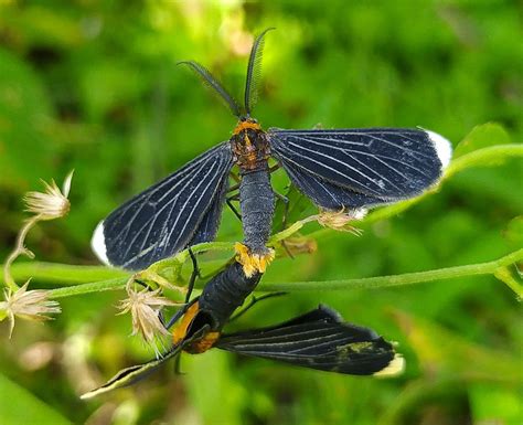 22 Types Of Black Moths Pictures And Identification