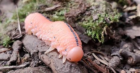 Need Help Figuring Out This Pink Caterpillar Seen In New Hampshire Imgur