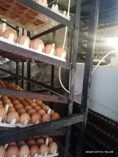 Arduino Nano 33 Iot Eggs Hatching Monitoring
