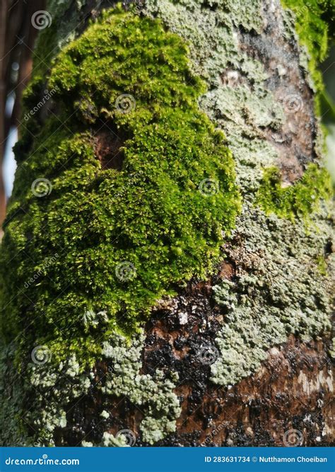 Symbiotic Association Between An Algae And A Fungus Called Lichen Colonizing The Dry Trunk Of A